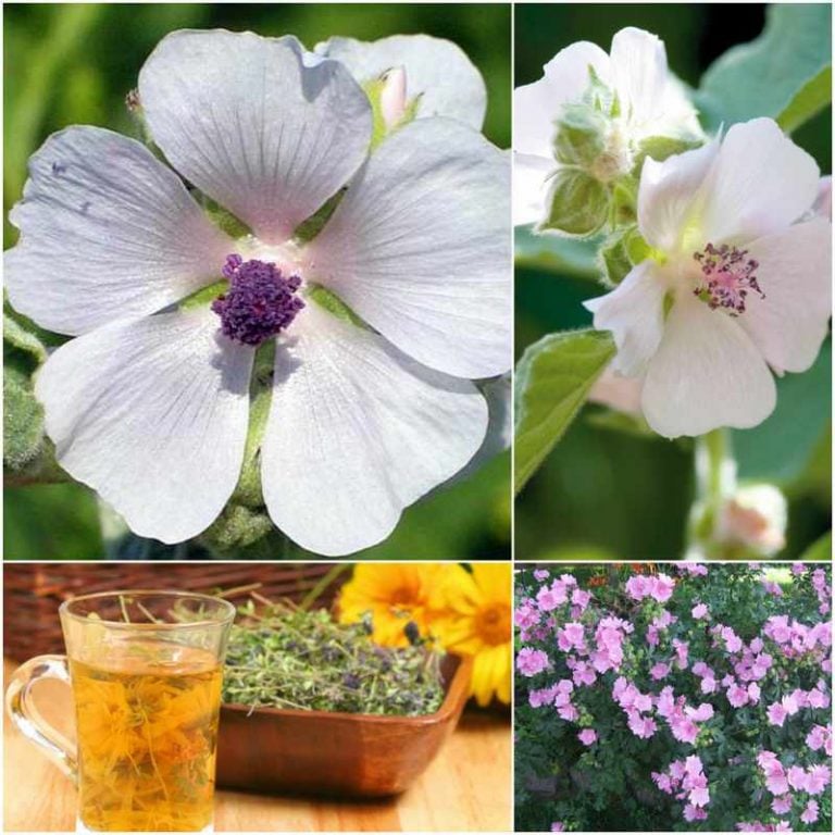 Malvavisco Planta Medicinal - Beneficios y Propiedades