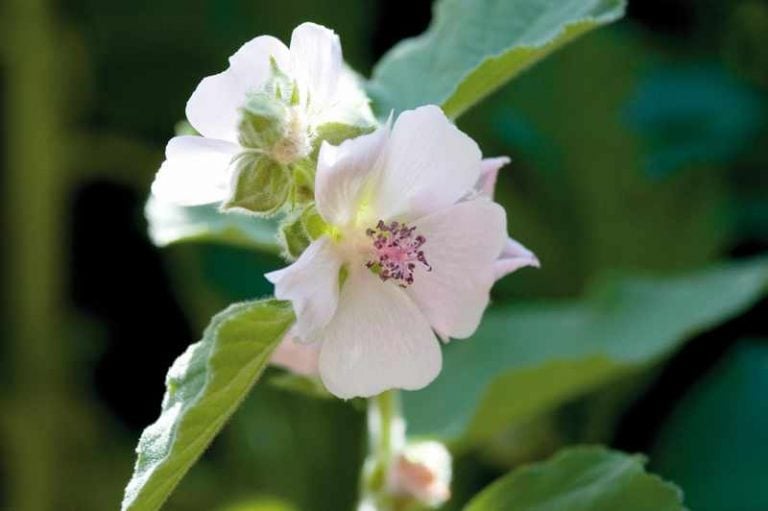 Malvavisco Planta Medicinal - Beneficios y Propiedades