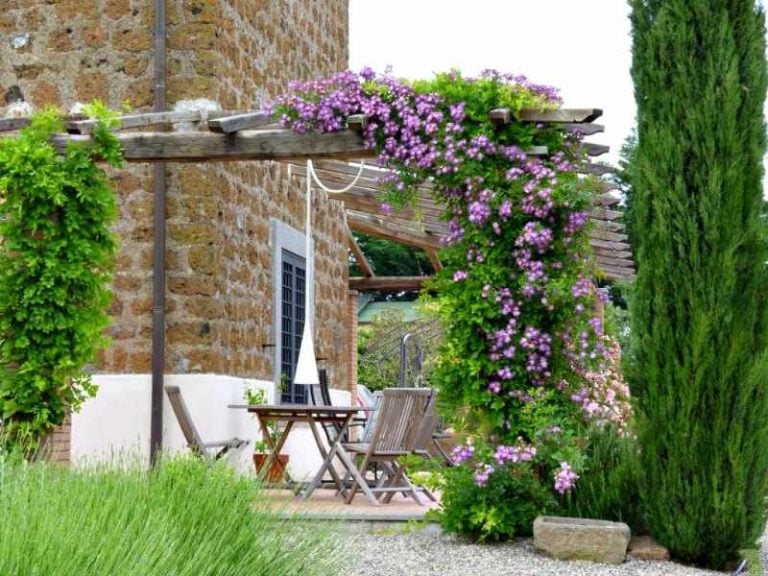Plantas Trepadoras de Jardin | Tipos y Variedades | Sol y Sombra